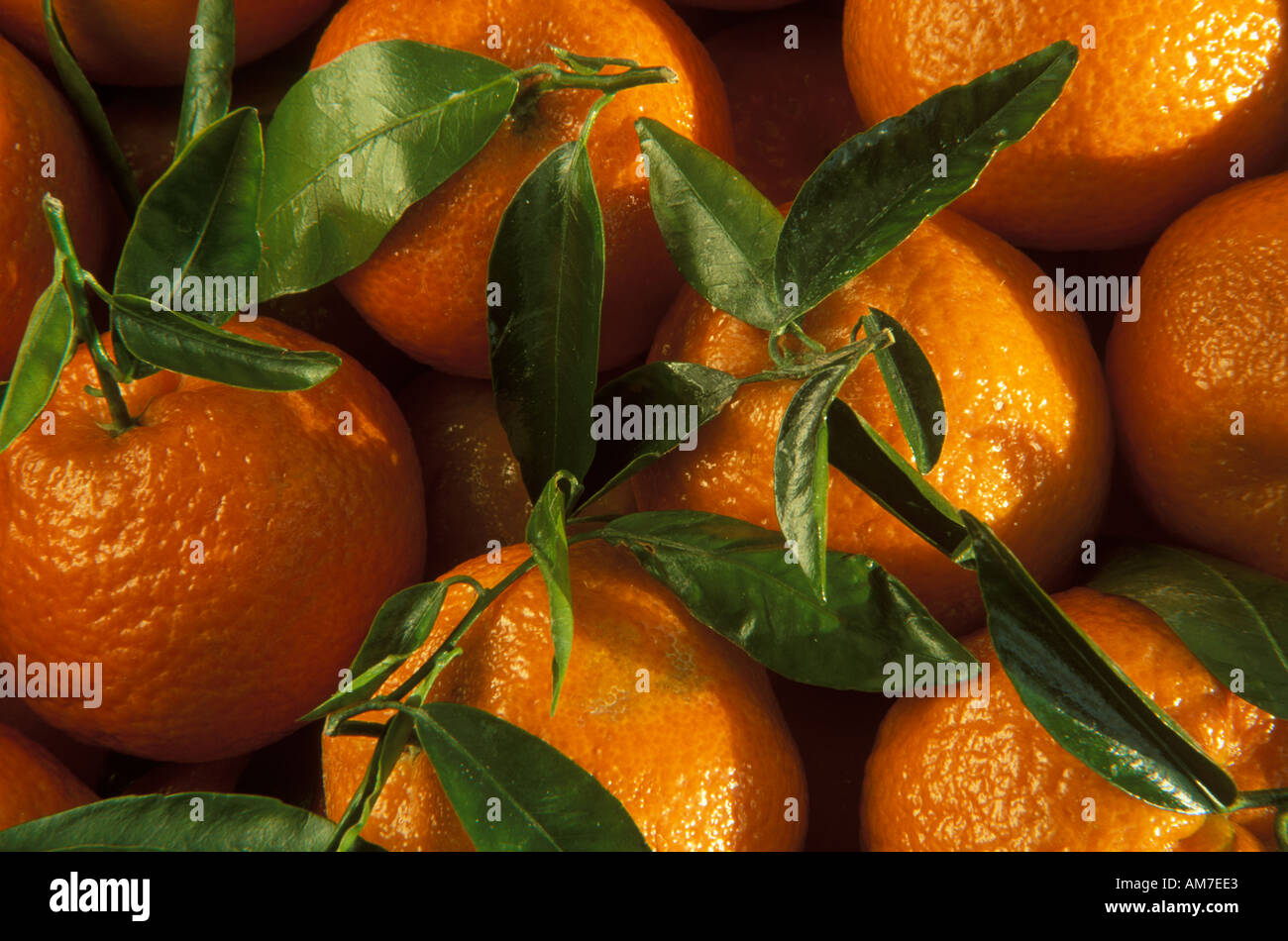 Clementine Mandarin oranges Fruit with leaves Stock Photo - Alamy
