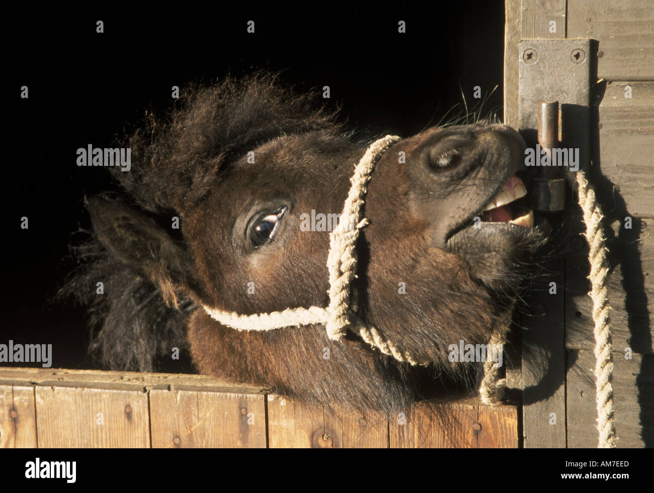 Horse Biting On Lead Rope at Brian Iverson blog