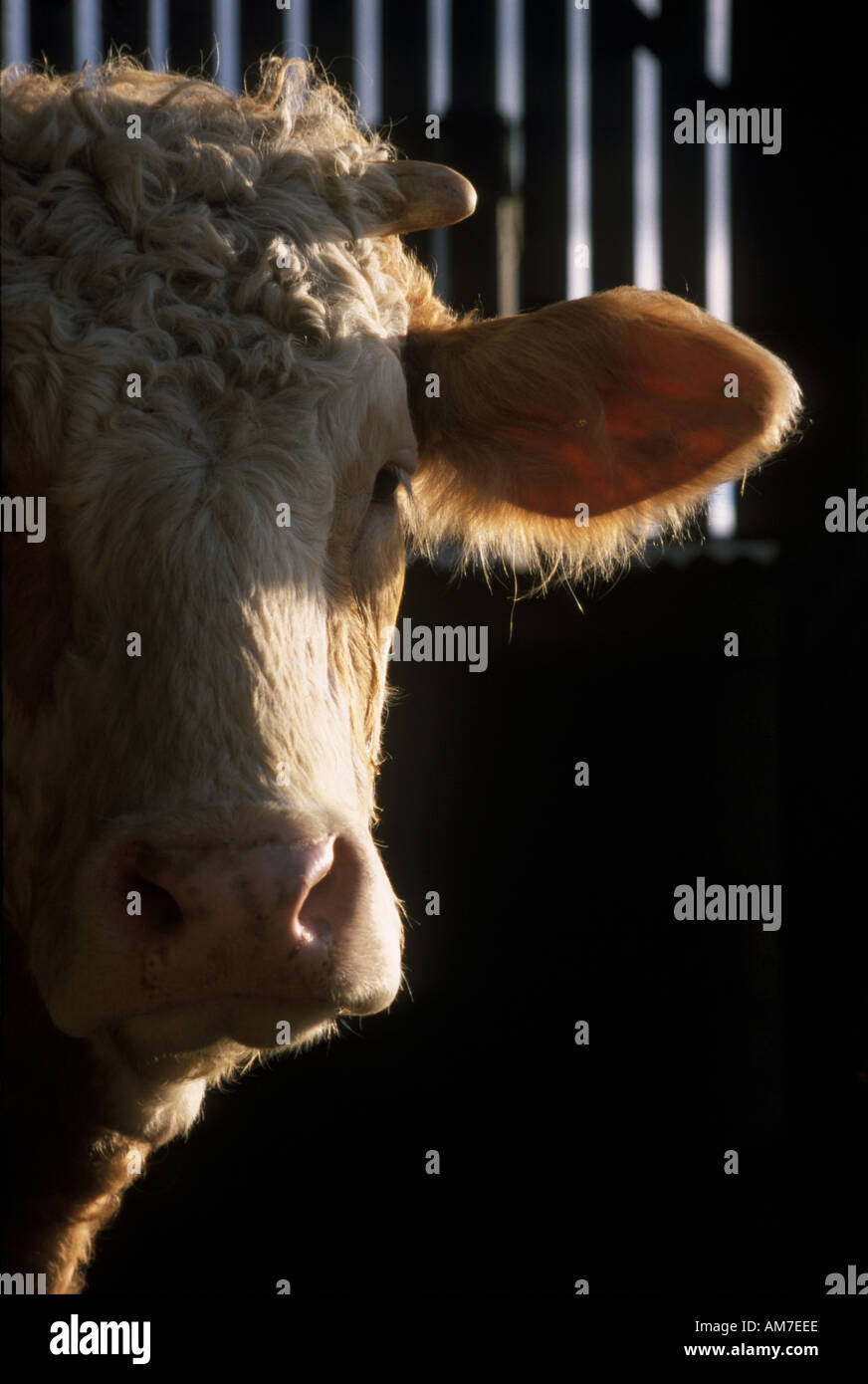 British breed of cow hi-res stock photography and images - Alamy
