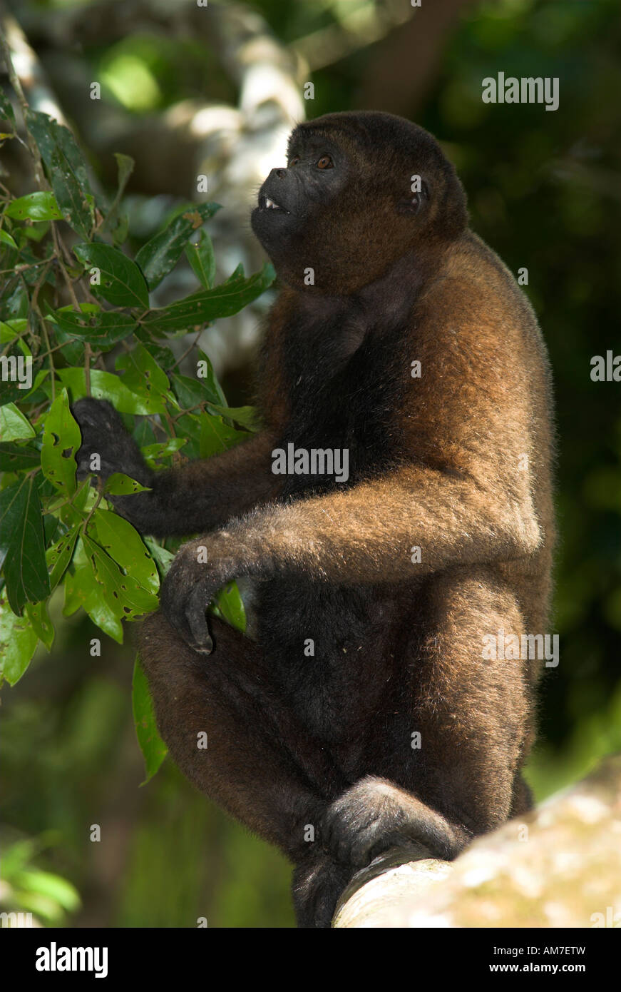 Brown Woolly Monkey Lagothrix lagotricha Peru Stock Photo - Alamy