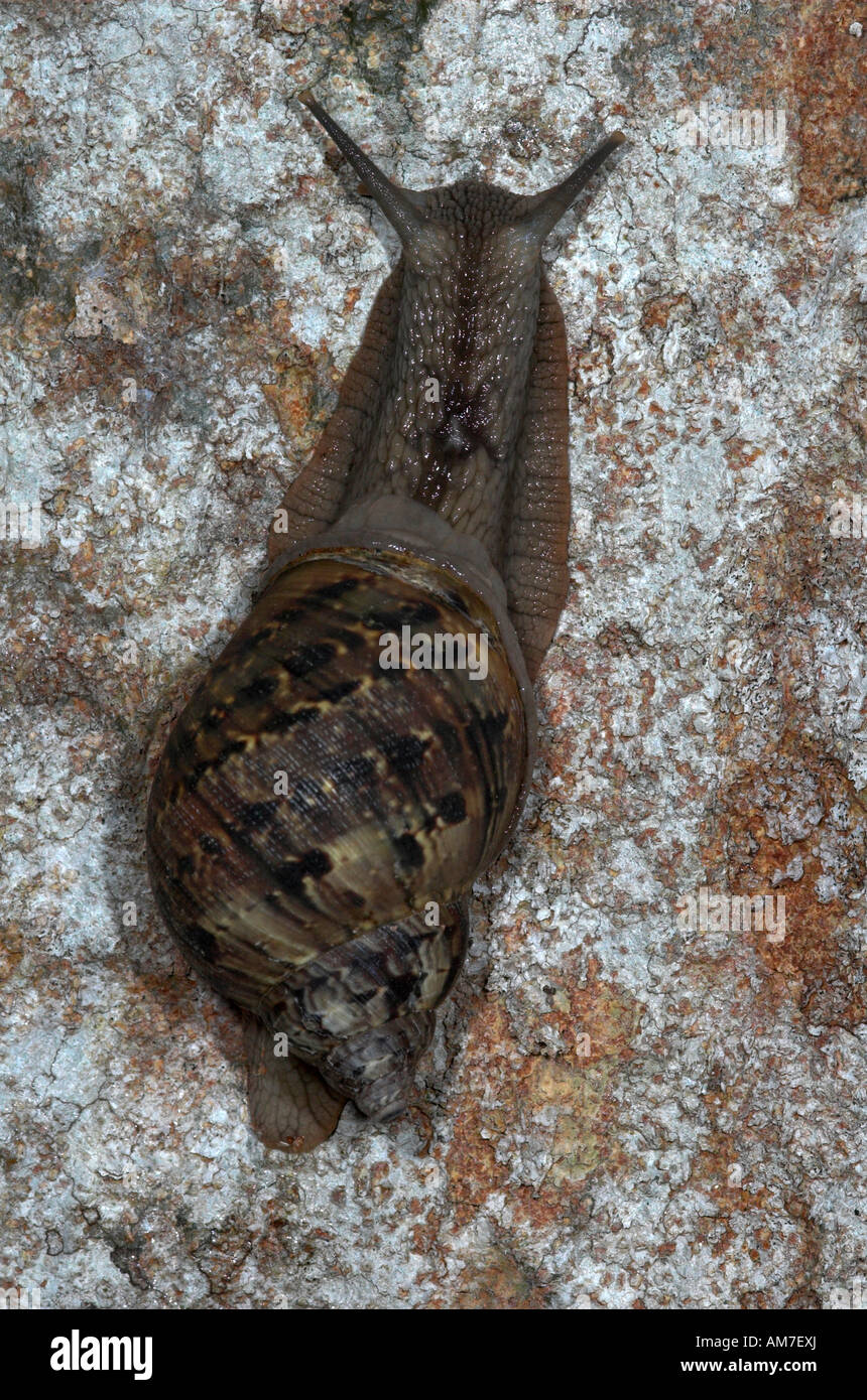 Species of land snail hi-res stock photography and images - Alamy