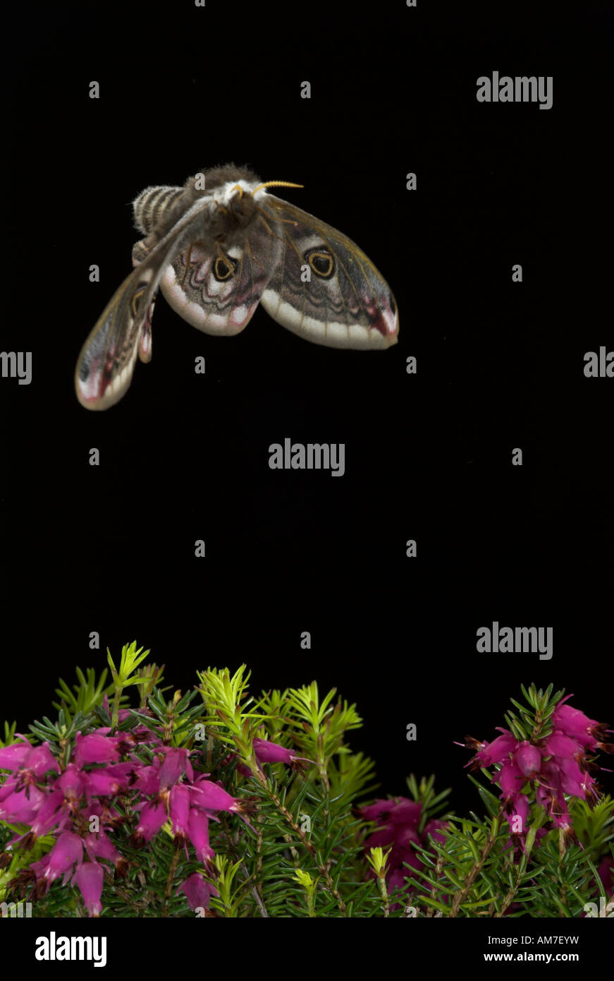 Emperor Moth Saturnia pavonia female in flight UK Stock Photo - Alamy