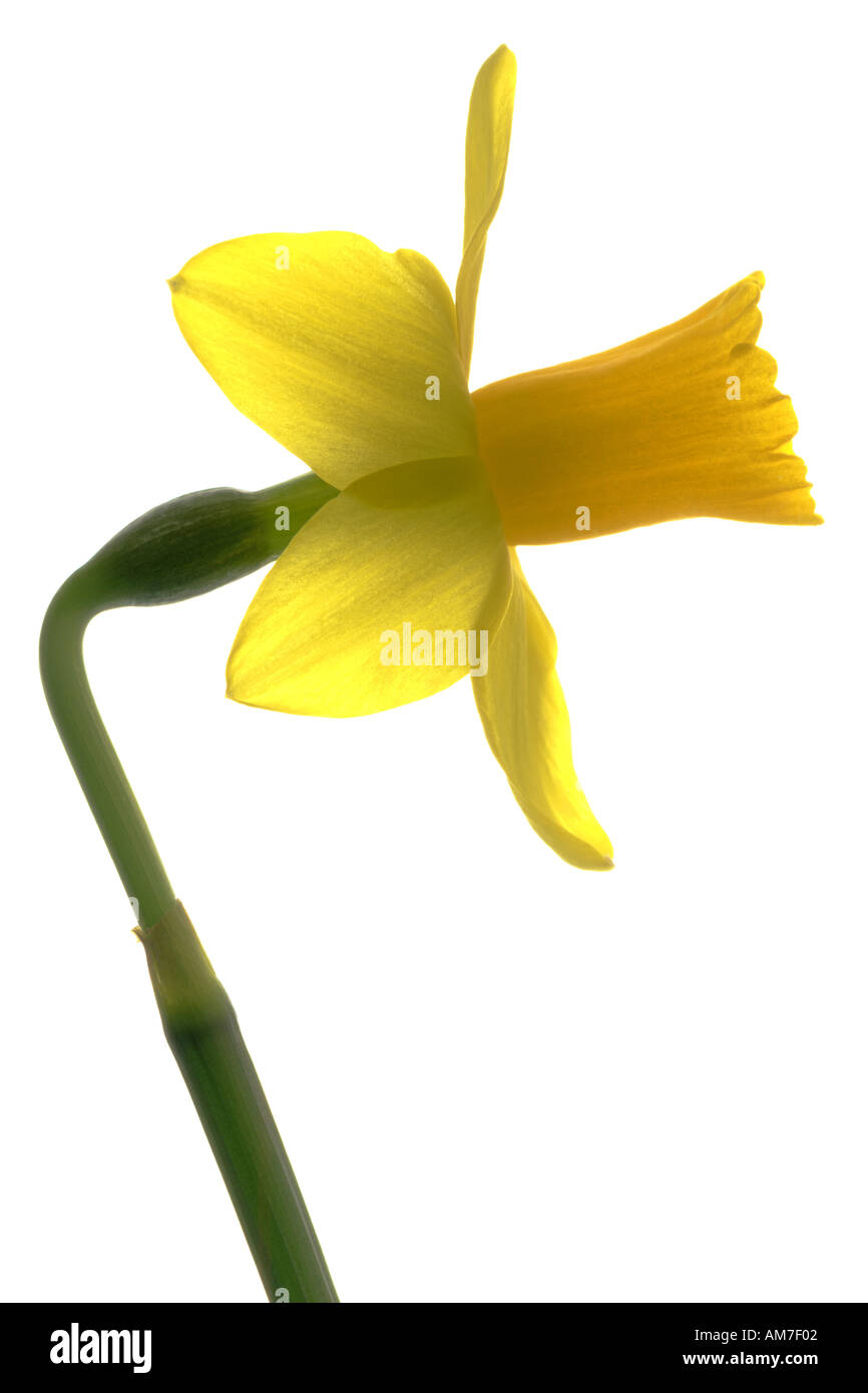 Single daffodil flower and stem against white background Stock Photo ...