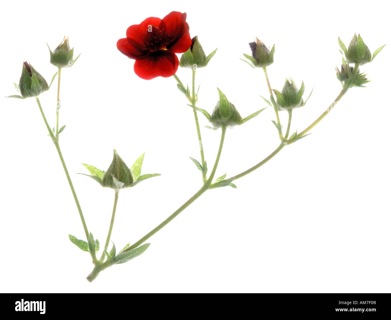 Red geum flower and buds on branched stem against white background ...