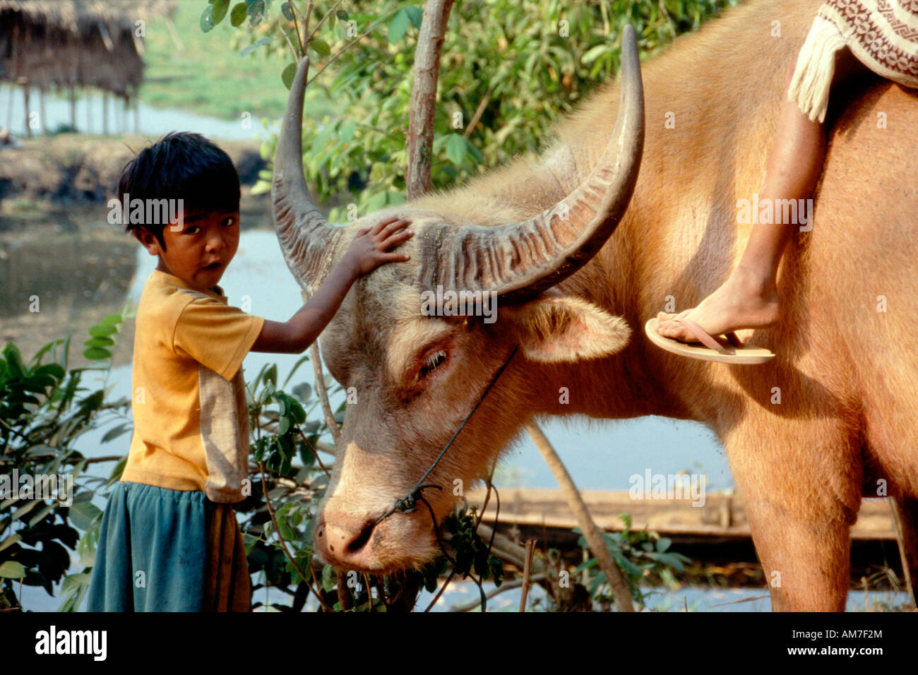 Burmese boys with buffalo Stock Photo - Alamy