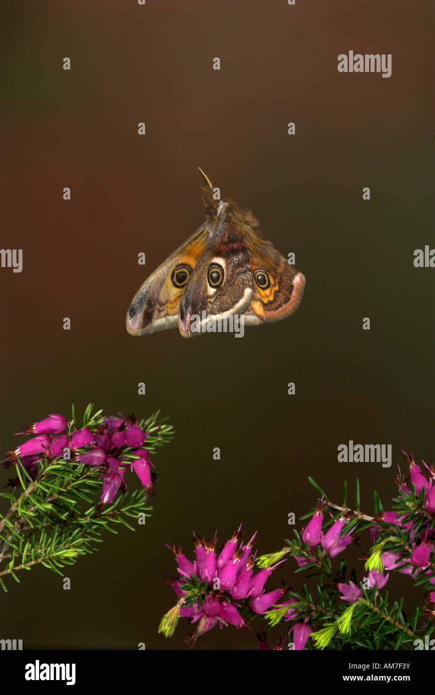 Emperor Moth Saturnia pavonia male in flight UK Stock Photo - Alamy