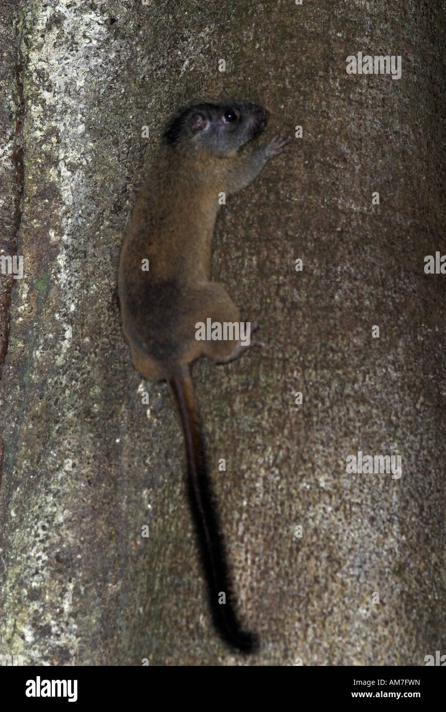 Yellow Crowned Brush Tailed Rat Isothrix bistriata Iquitos Northern ...