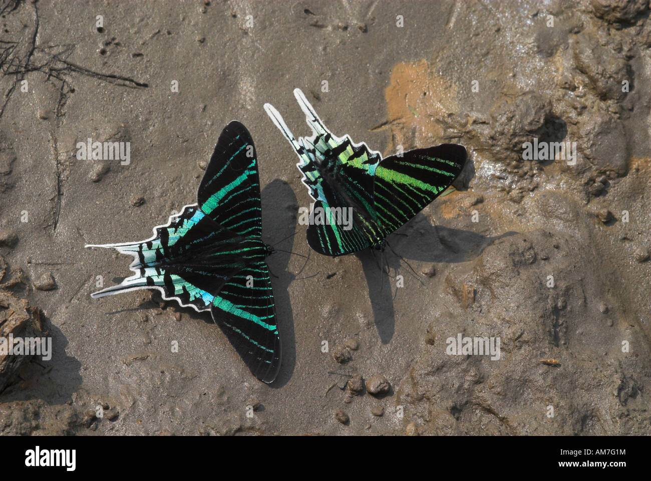 Uranus Moth Urania leilus Iquitos Peru Stock Photo - Alamy