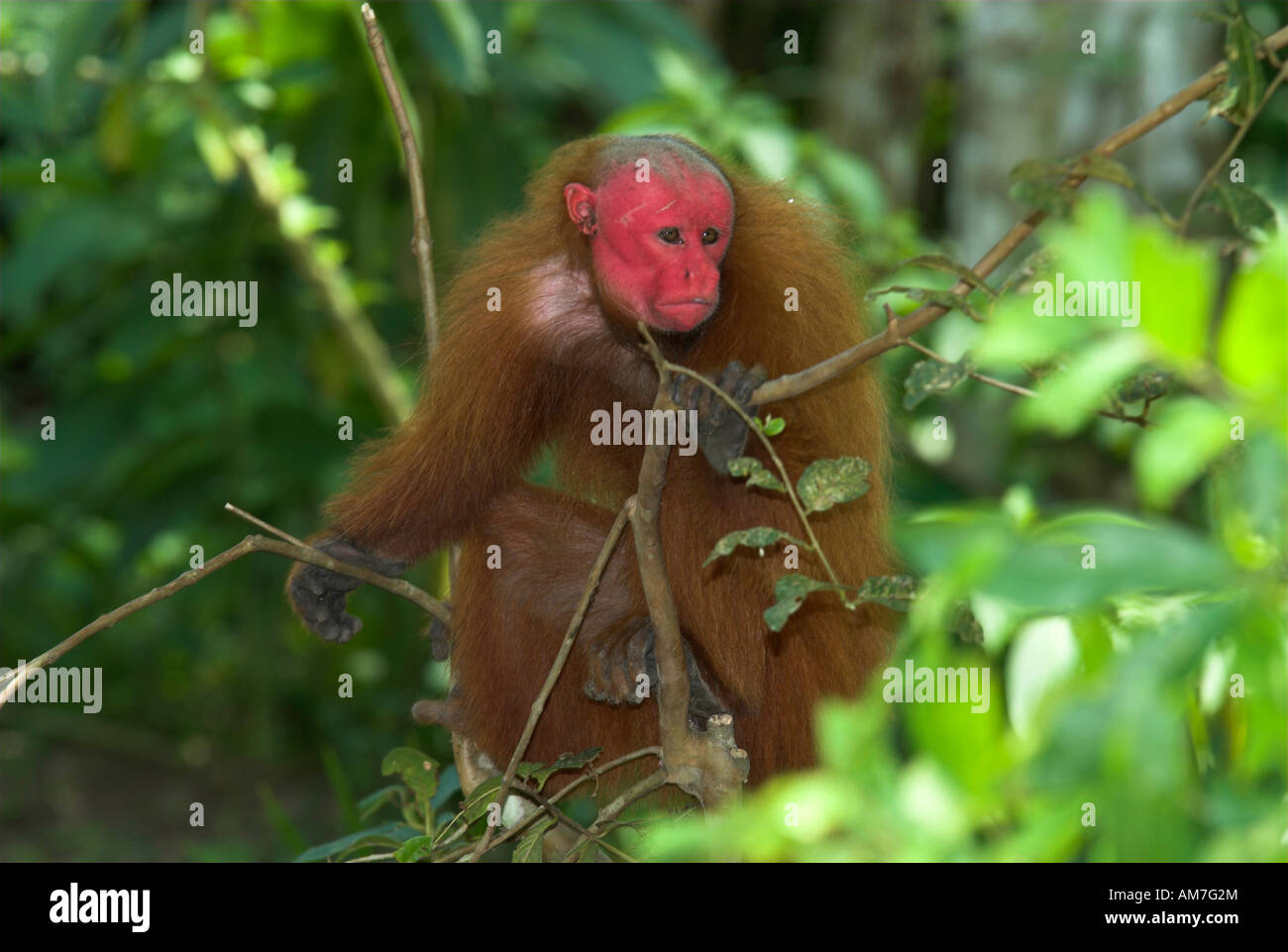 Bald or Golden Uakari Monkey Cacajao calvus Peru Stock Photo - Alamy