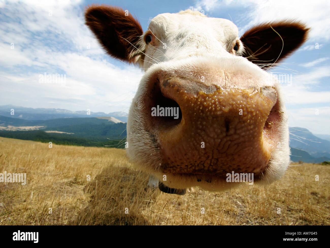 A wide angle vision of a cow Stock Photo - Alamy