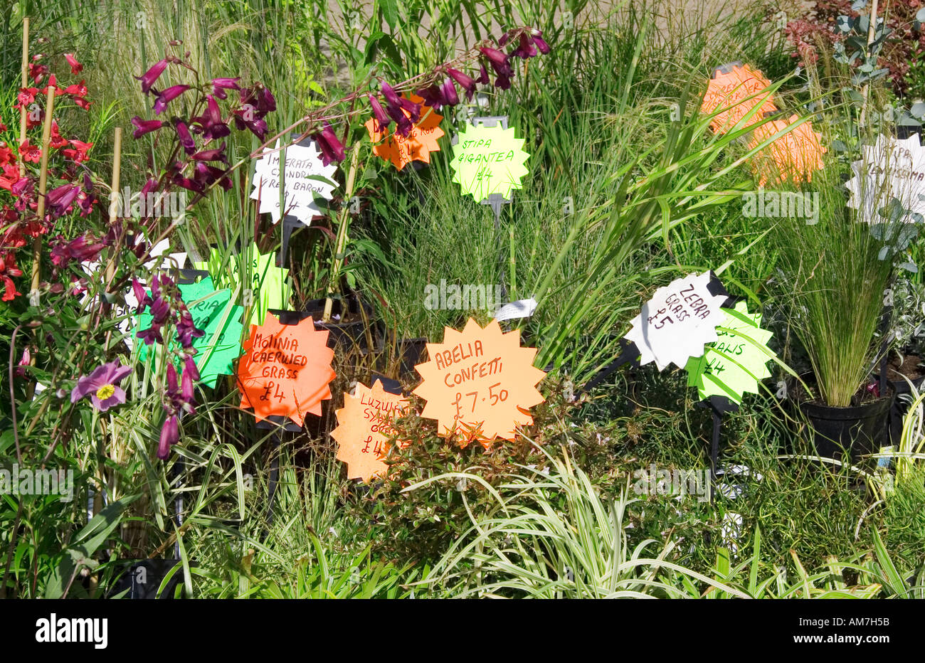 plant stall with hand written signs Stock Photo - Alamy