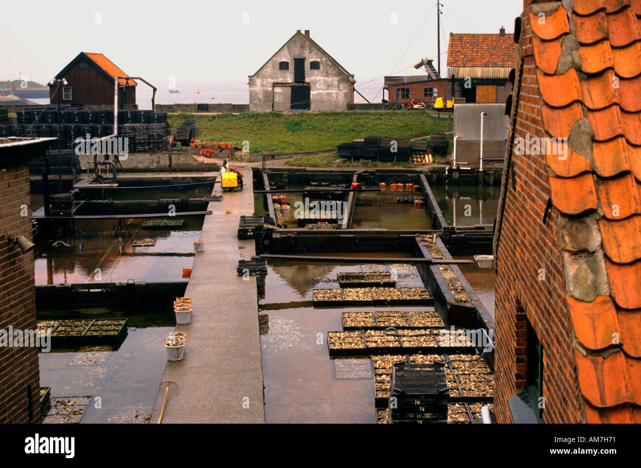 Netherlands Boat Zeeland Sealand Yerseke Oyster Mussel Culture Trawler ...