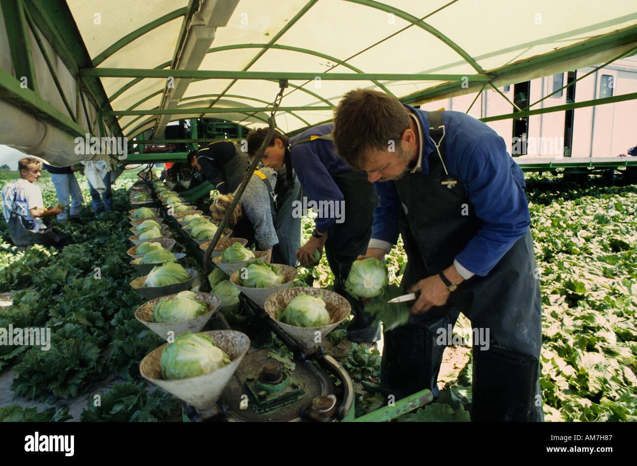 Zeeland Netherlands holland farming farmer agriculture field produce ...