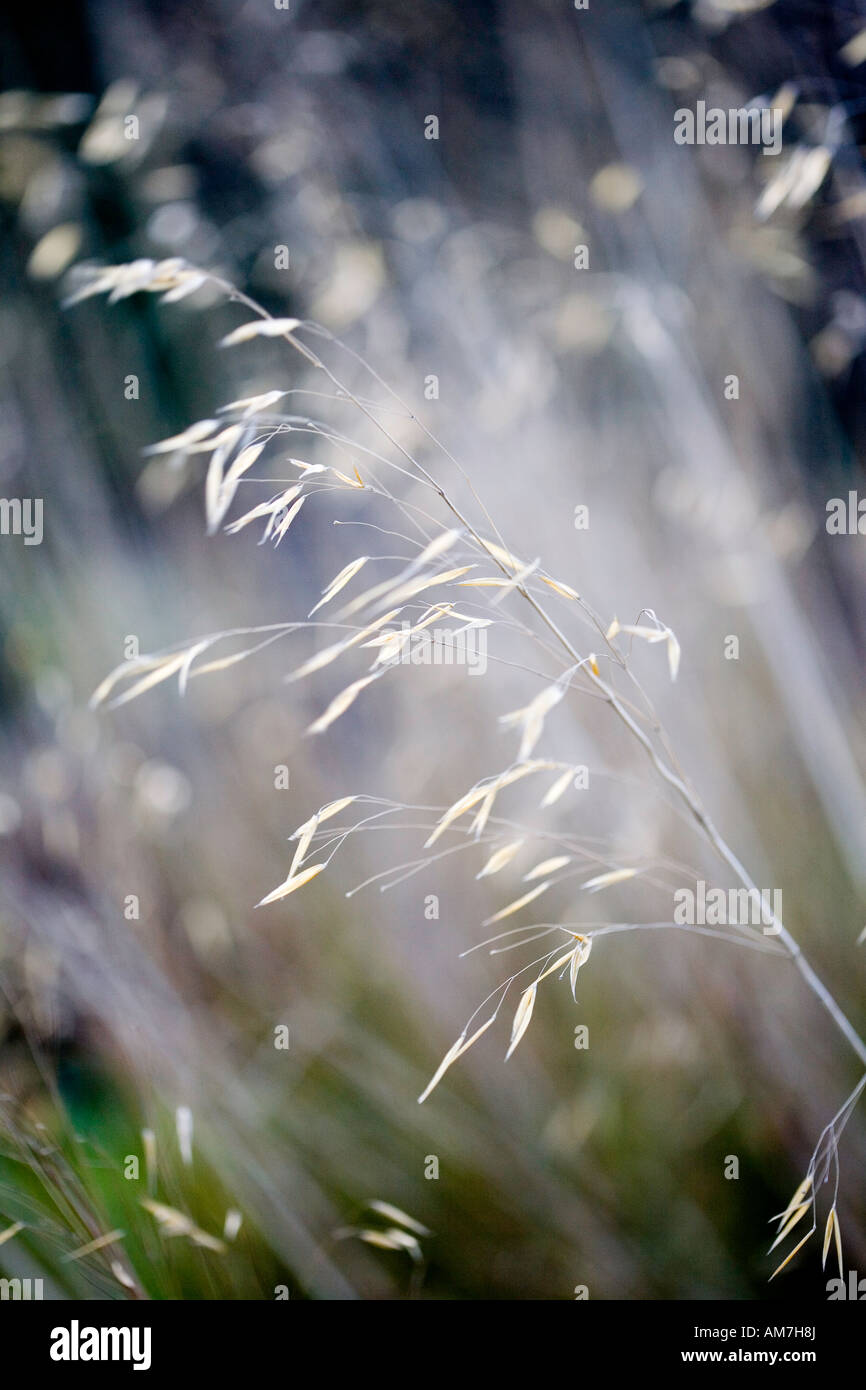 Dancing grass seeds heads in winter Stock Photo - Alamy