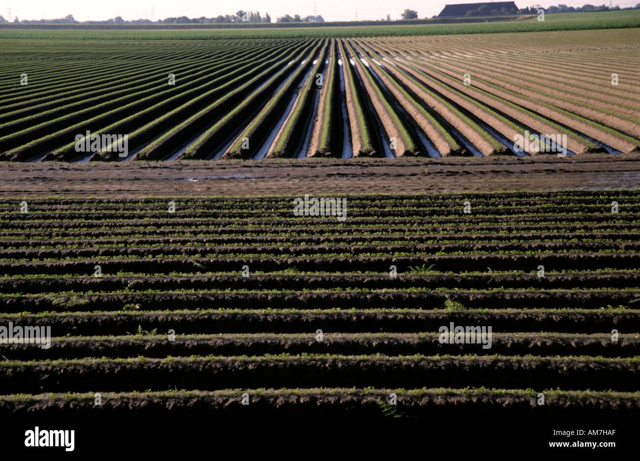 Farm Farmer Agriculture Netherlands Groningen Stock Photo - Alamy