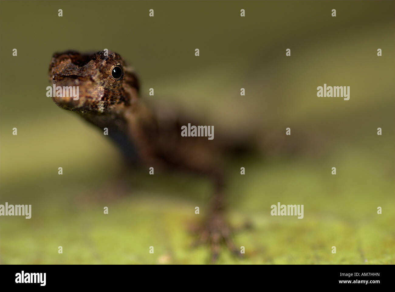 Anole lizard Norops bombiceps Iquitos Northern Peru Stock Photo - Alamy