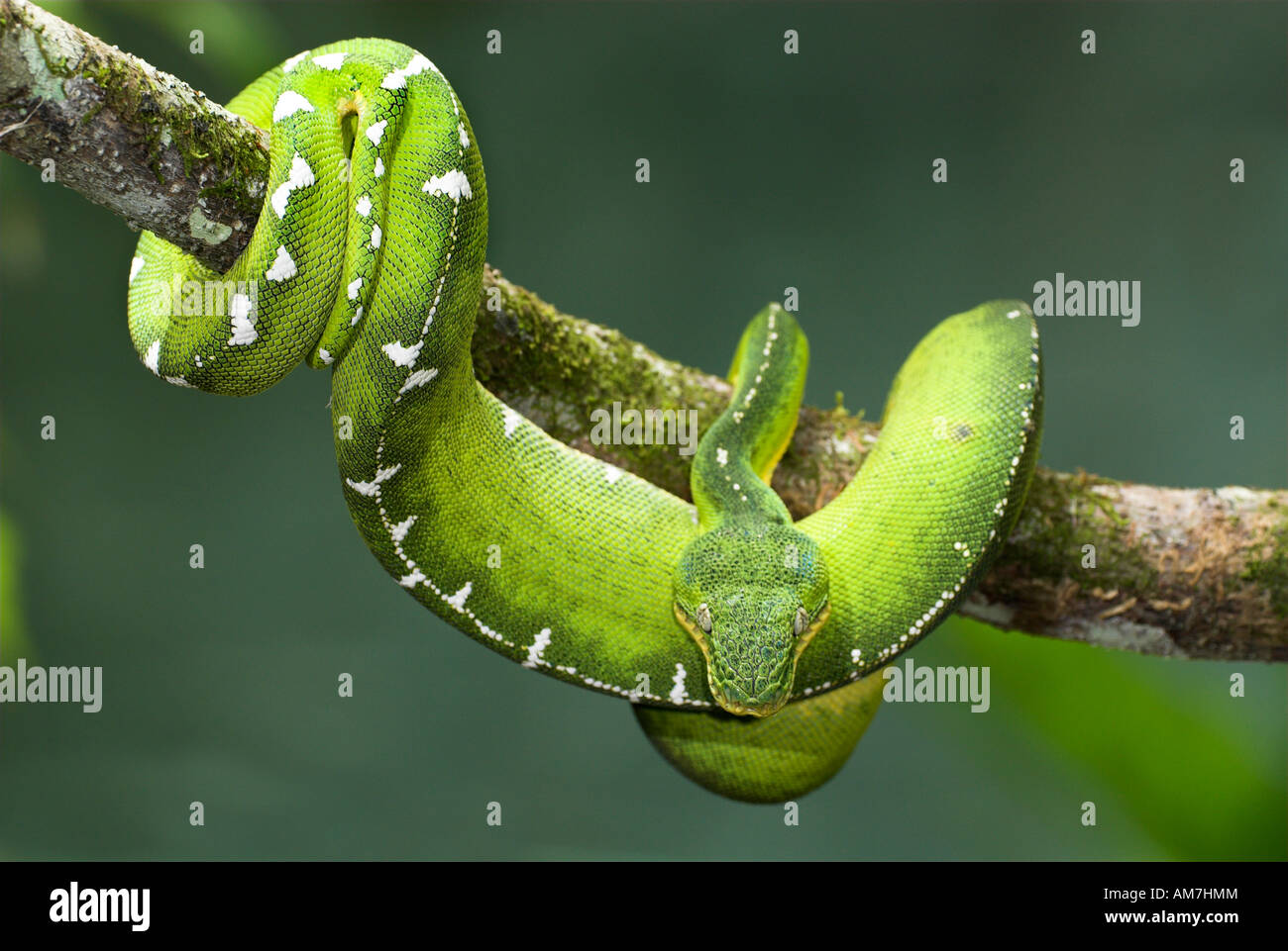 Emerald Tree Boa Snake Corallus caninus South America Stock Photo - Alamy