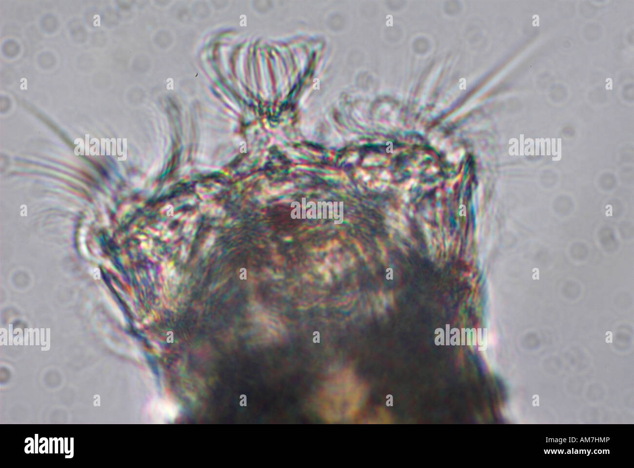 Rotifer Keratella testuda feeding on bacteria UK Stock Photo - Alamy