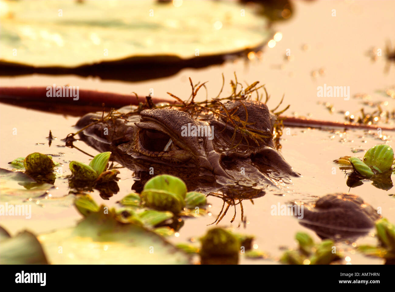 Spectacled Caimen Caiman crocodilus Blanco Lake Peru Stock Photo - Alamy
