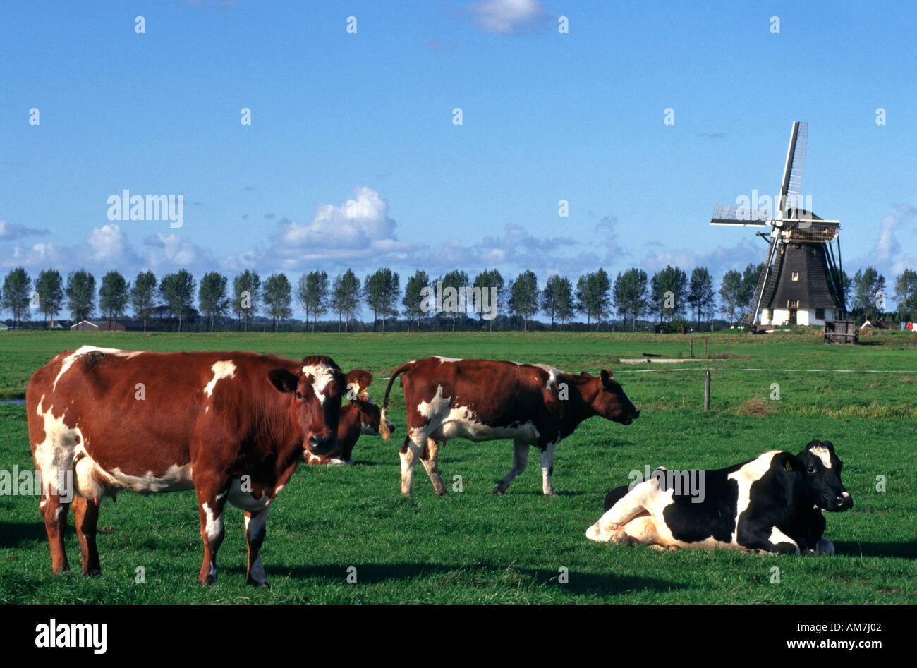 Netherlands Cow Windmill Farm Cows Holland Stock Photo - Alamy