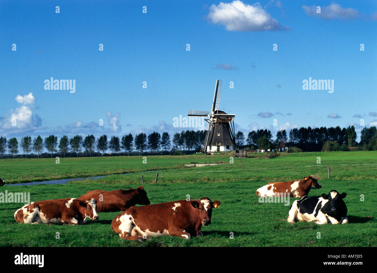 Netherlands farm cows Windmill grass cow farmer Stock Photo - Alamy