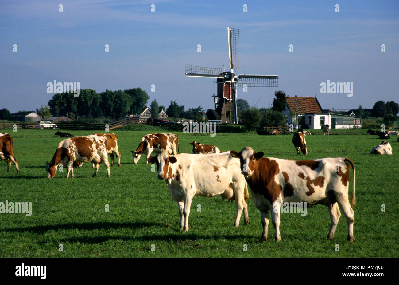 Netherlands windmill cow hi-res stock photography and images - Alamy
