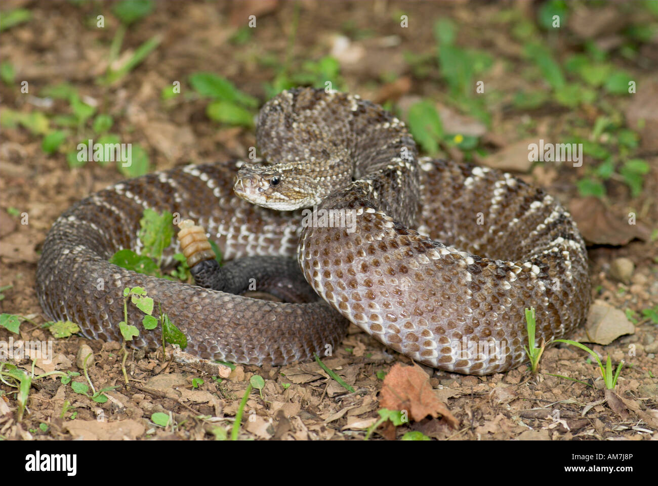 Uracoan Rattle Snake Crotalus durissus vegrandis Venezuela Stock Photo ...