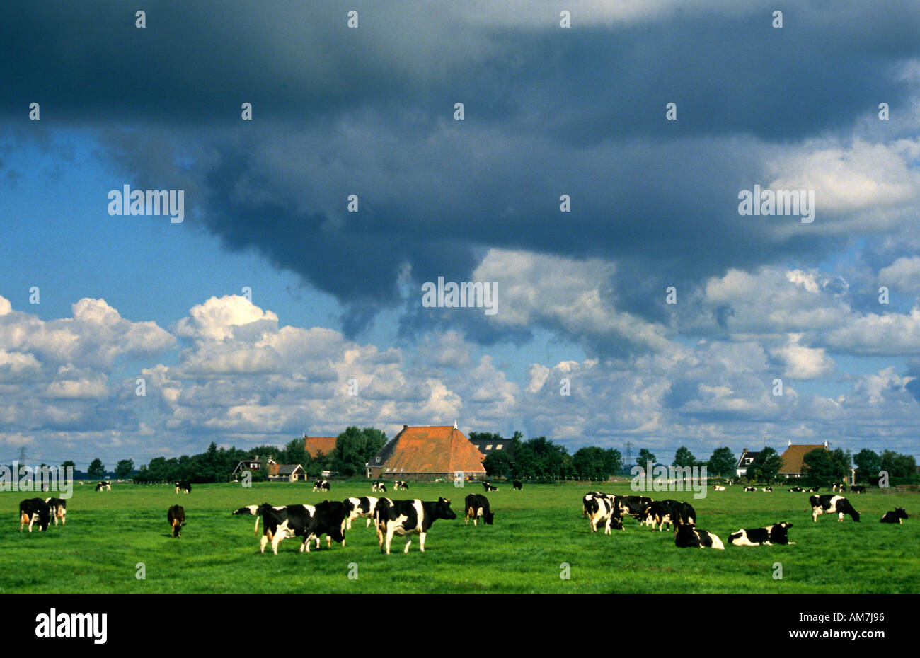 Netherlands Friesland Fryslan cow cows farm Stock Photo - Alamy