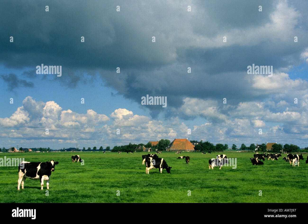 Netherlands Friesland Fryslan Farm Farmer cow cows Stock Photo - Alamy