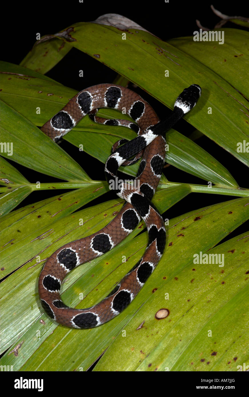 Ornate Thirst Snake or Snail Eating Snake Dipsas catesbyi Nauapa River ...
