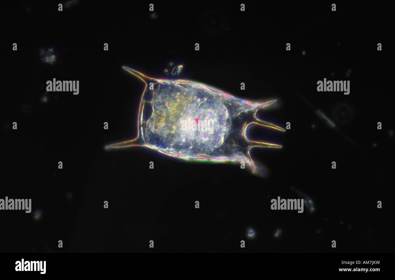 Rotifer hi-res stock photography and images - Alamy