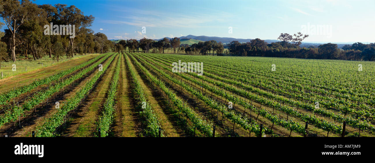 Milawa vineyard australia hi-res stock photography and images - Alamy