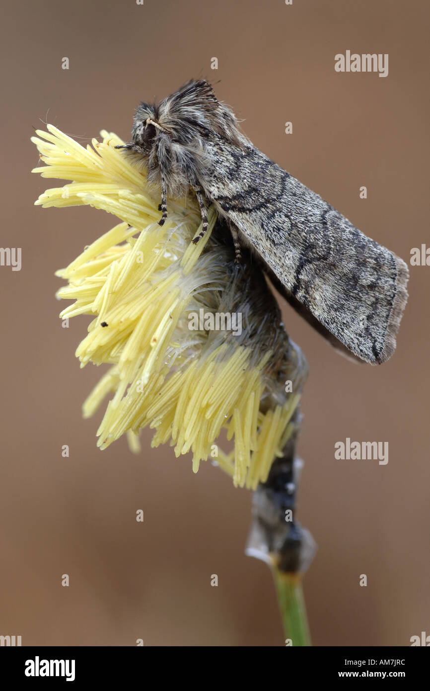 Noctuidae or owlet moths Stock Photo - Alamy