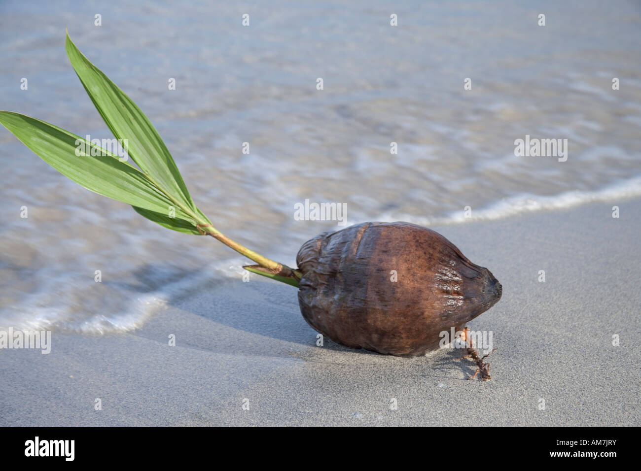 Beached coconut sprouting Stock Photo - Alamy