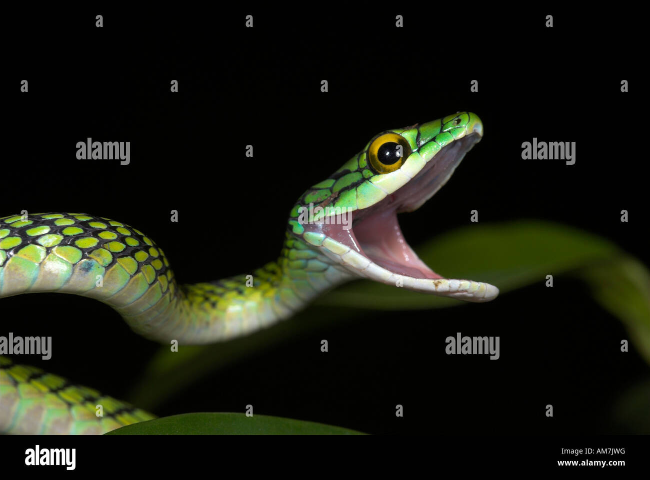 Black Skinned Parrot Snake or Green Parrot Snake Leptophis ahaetulla ...