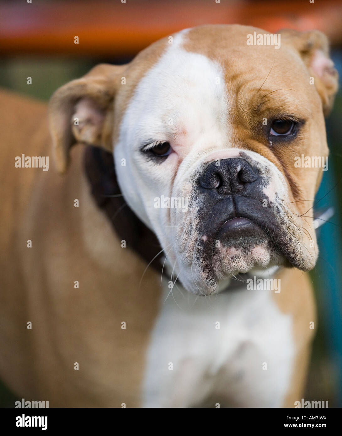 Bulldog germany hi-res stock photography and images - Alamy