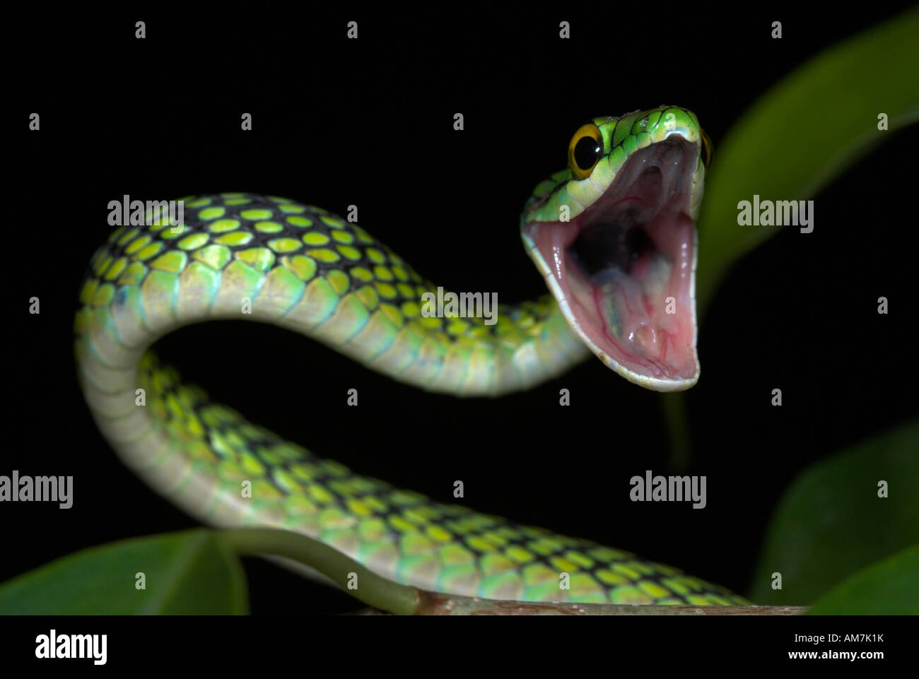 Black Skinned Parrot Snake or Green Parrot Snake Leptophis ahaetulla ...