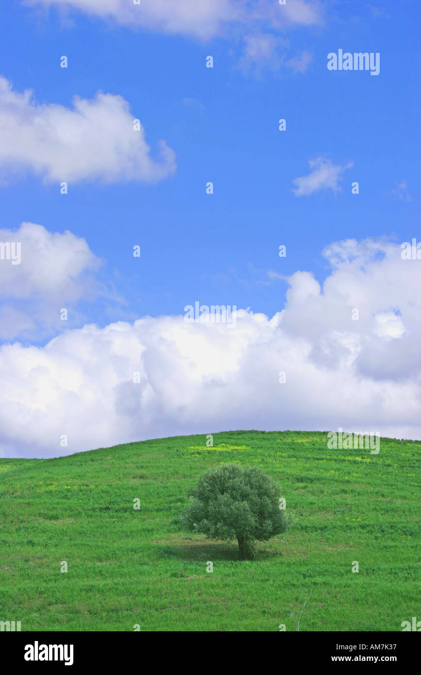 Lone tree in lush green Spanish field Stock Photo - Alamy