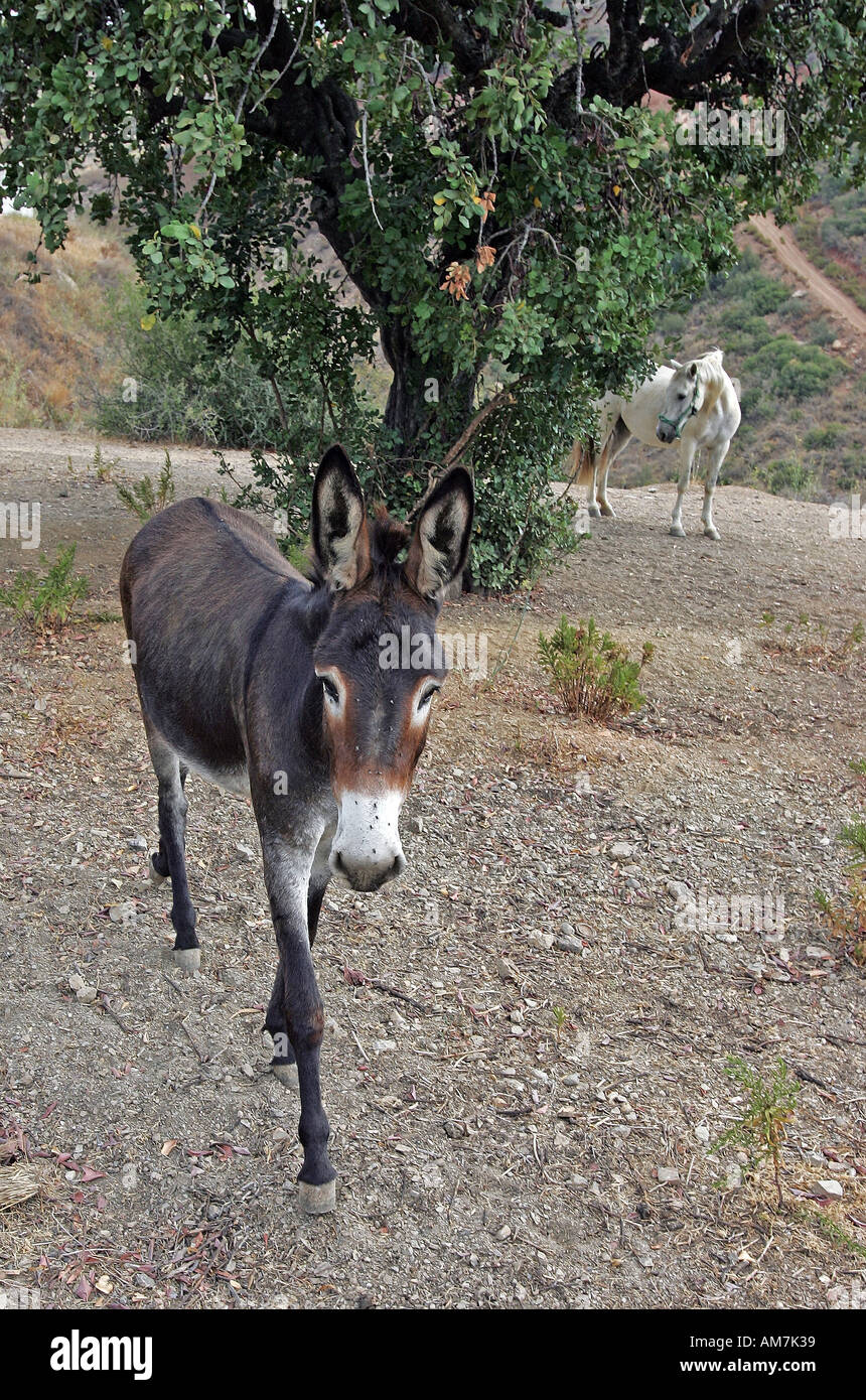 Spanish donkey hi-res stock photography and images - Alamy