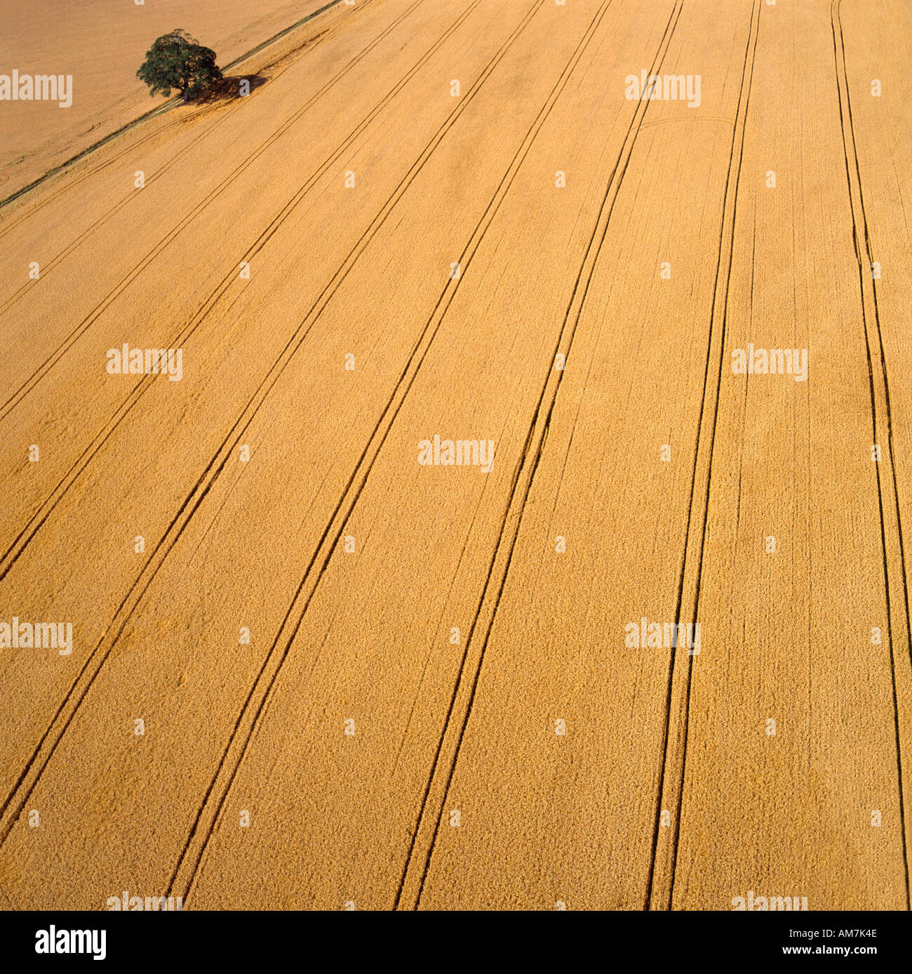 Overhead aerial view of golden wheat field UK Stock Photo - Alamy