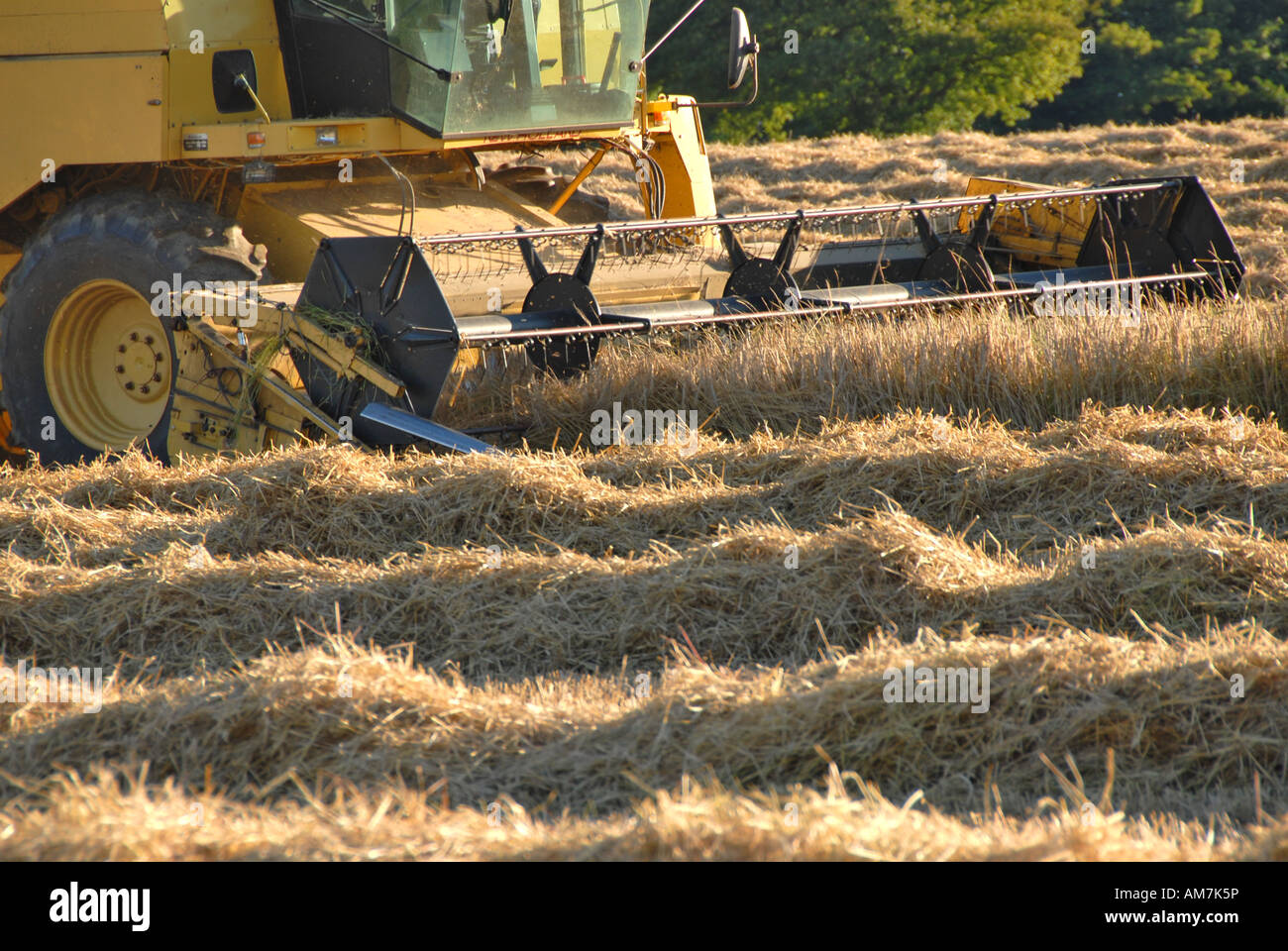 Close up of Combine Harvester cutting crops farming in Derbyshire ...