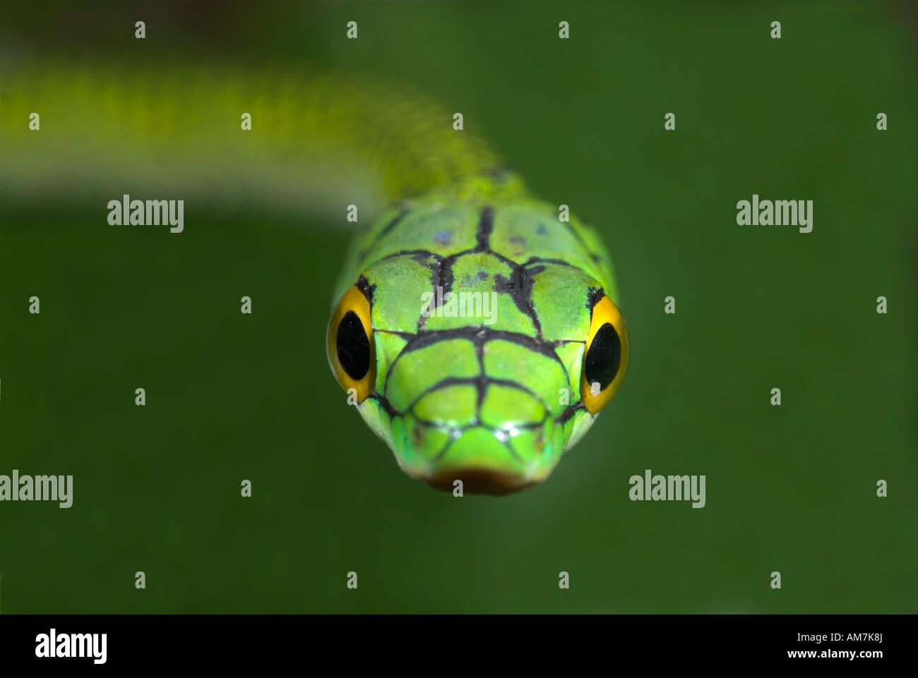 Parrot Snake Leptophis Ahaetulla High Resolution Stock Photography and ...