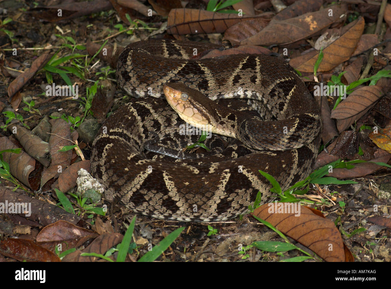 Fer-de-lance Snake Bothrops asper Costa Rica Stock Photo - Alamy