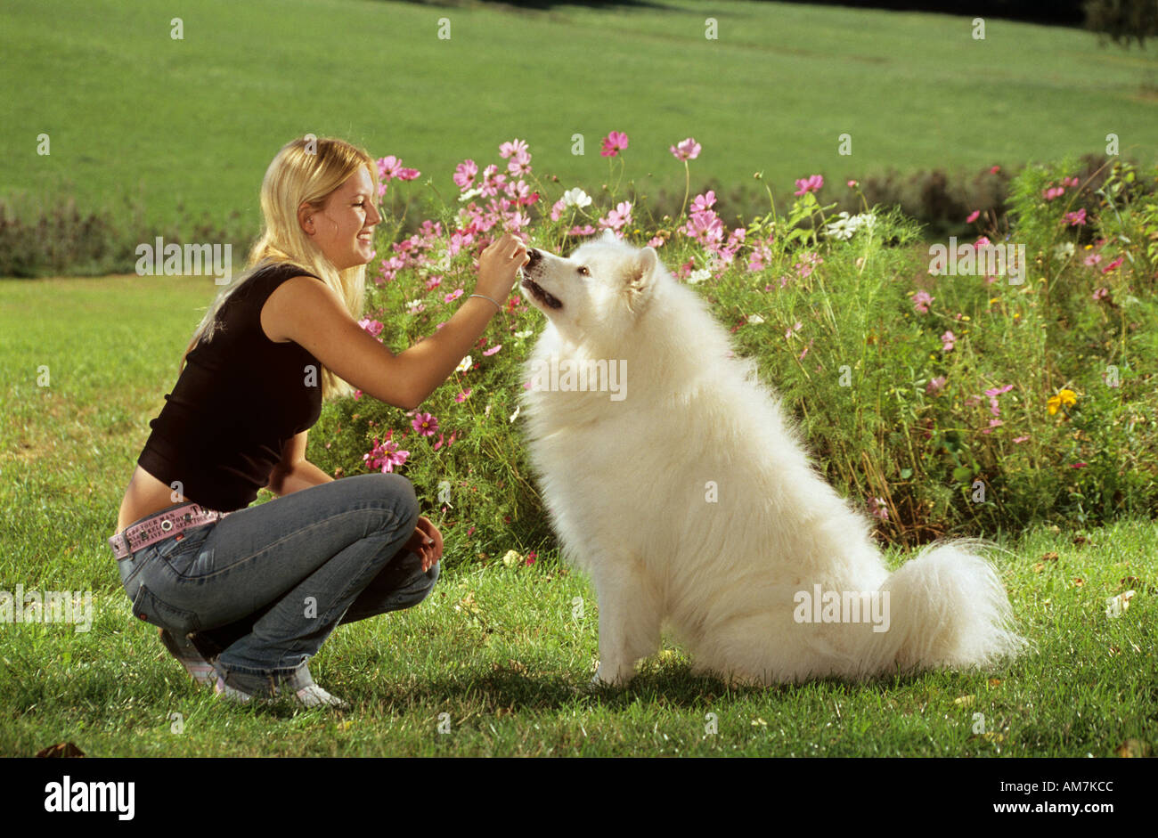 girl with Samoyed dog on meadow Stock Photo - Alamy