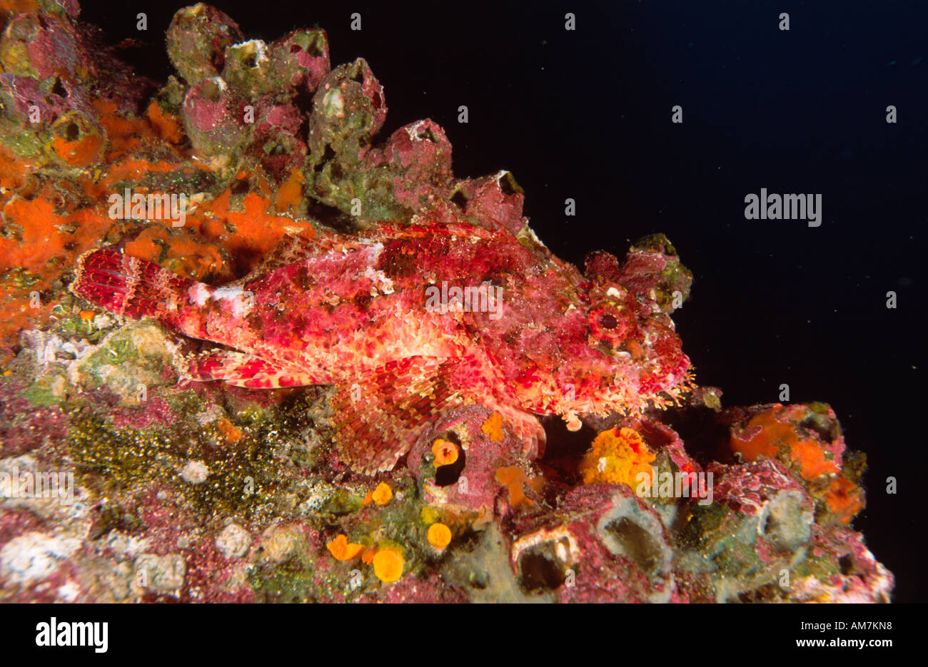 Scorpionfish, Skorpionsfisch, Scorpaena mystes, Galapagos Ecuador Stock ...