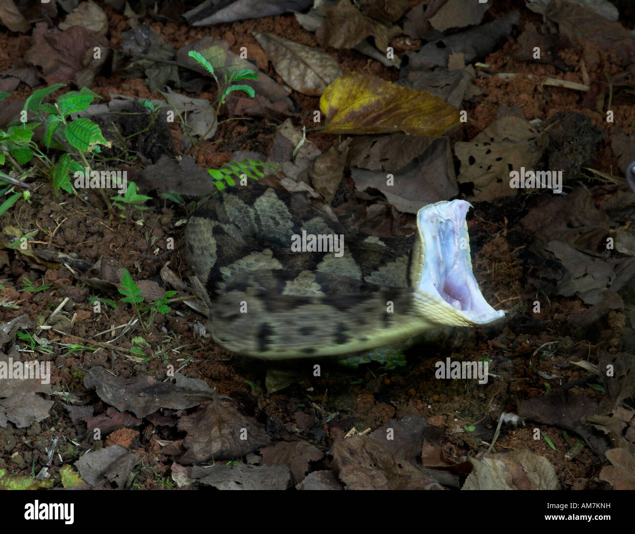 Fer-de-lance Snake Bothrops asper Costa Rica Stock Photo - Alamy