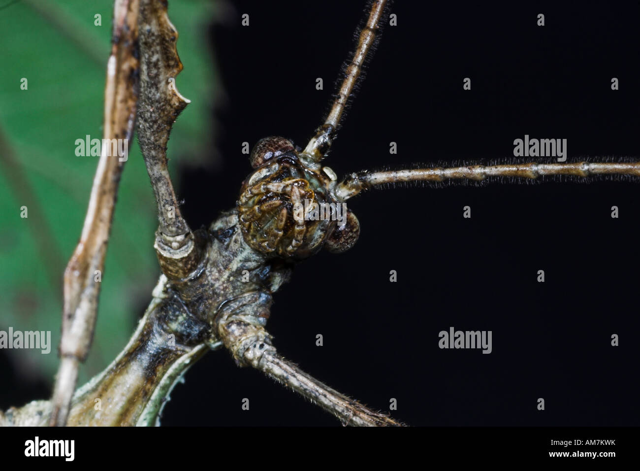 Macleays Spectre Stick Insect Exatosoma tiaratum Stock Photo - Alamy