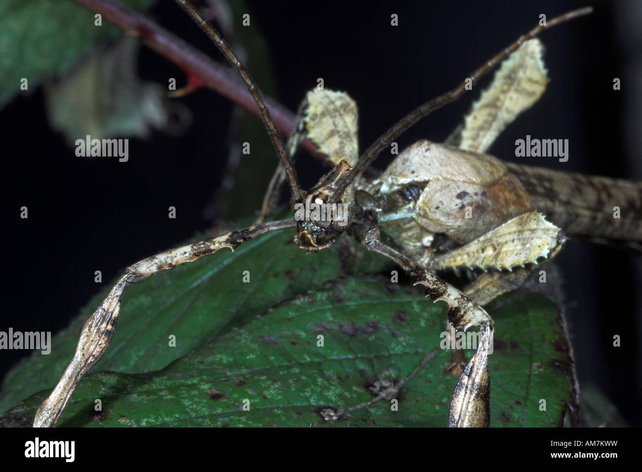 Macleays Spectre Stick Insect Exatosoma tiaratum Stock Photo - Alamy