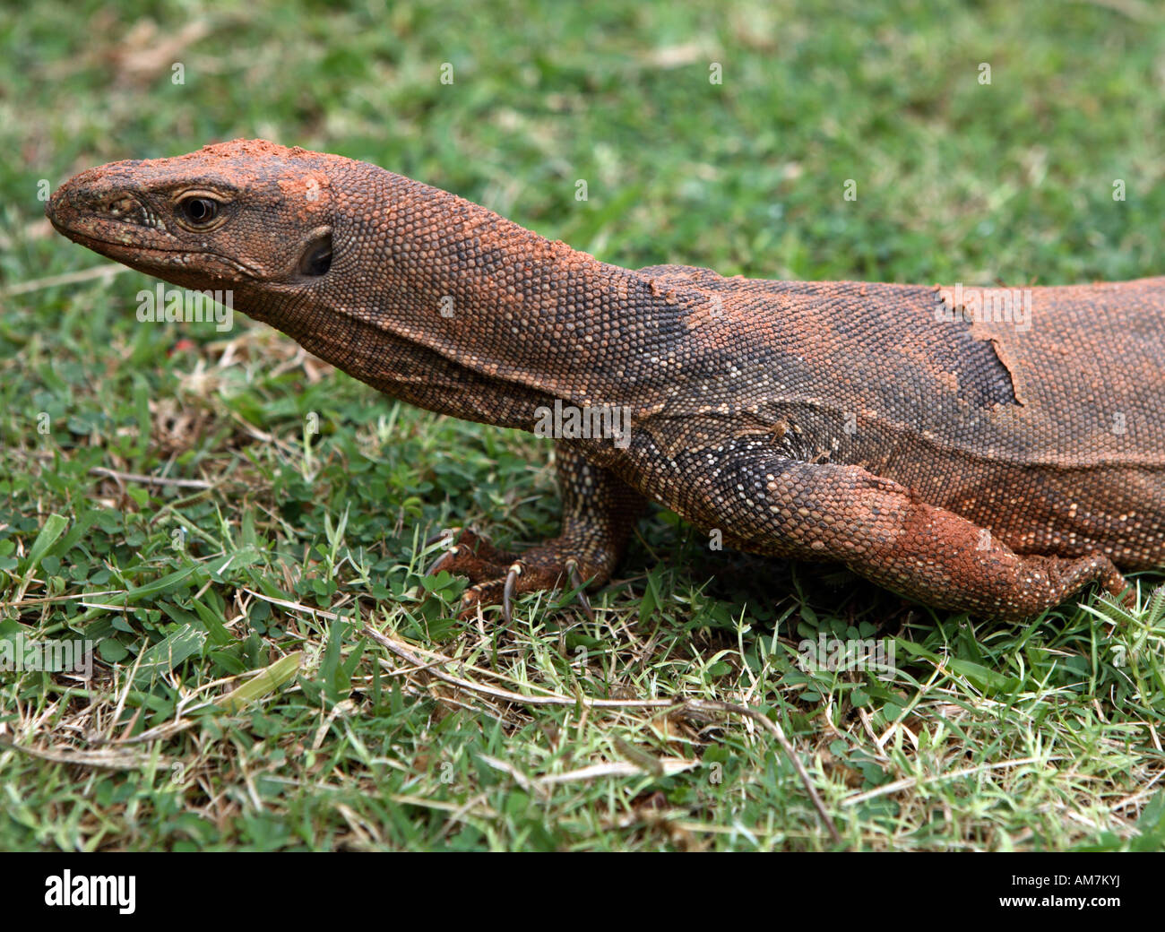 A Land Monitor Lizard on the move in Sri Lanka Stock Photo - Alamy