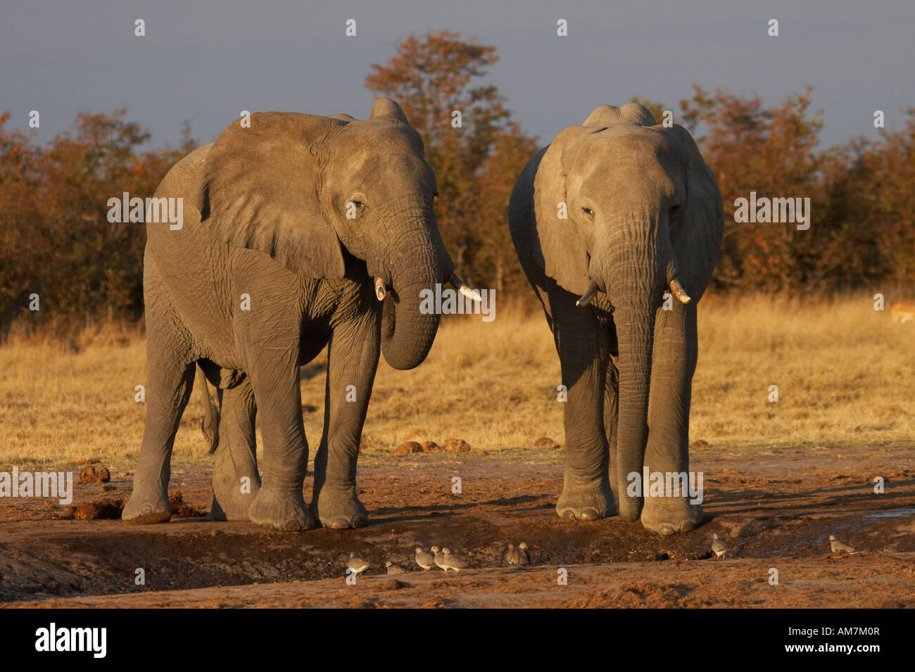 Large Bull African Elephants (Loxodonta africana Stock Photo - Alamy